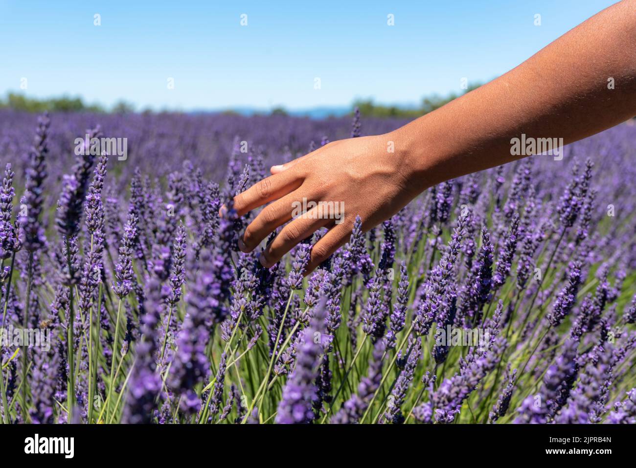 Hand of woman touching lavender flower at a field in Valensole ...