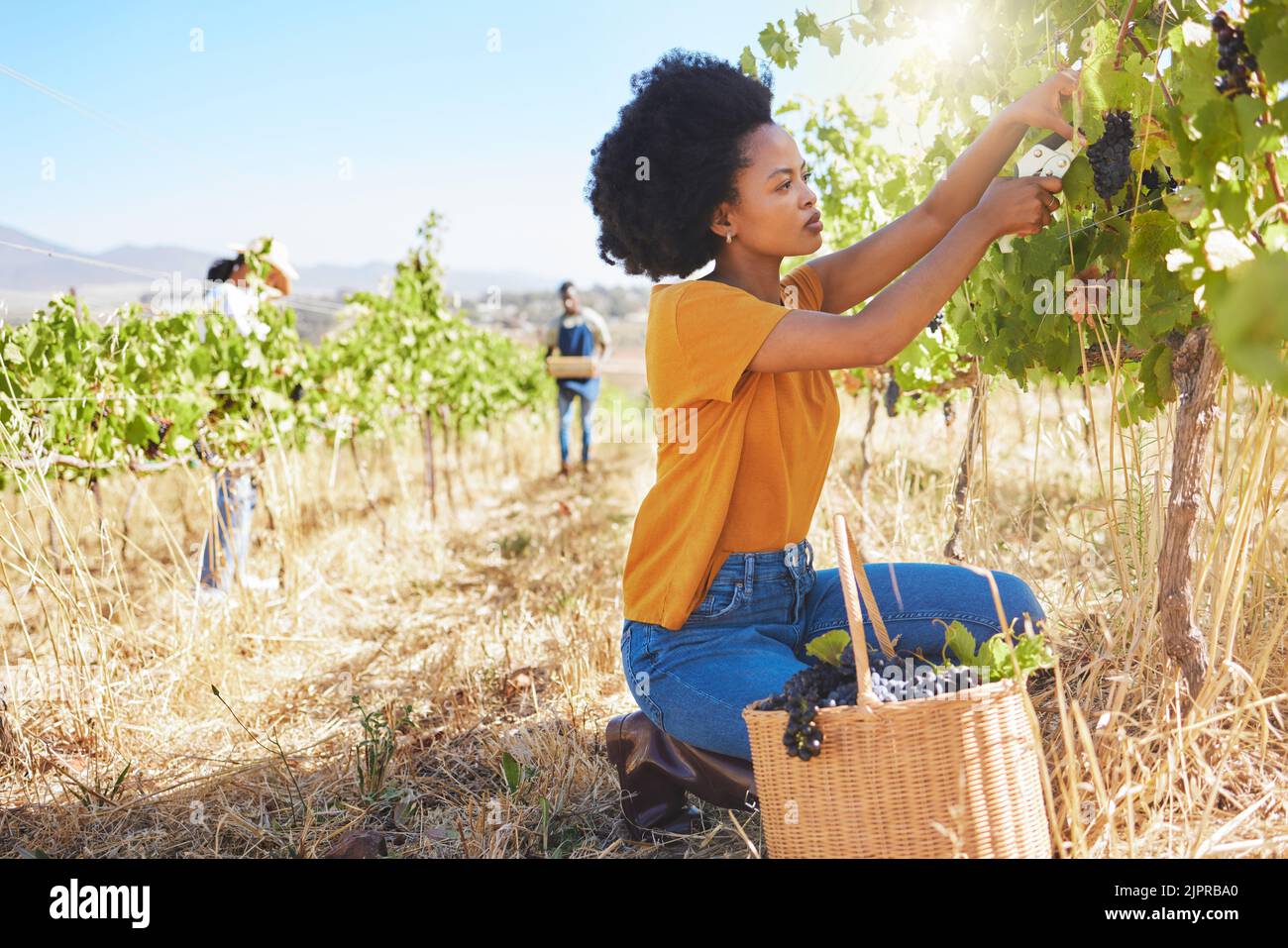 Vineyard farmer picking grape bunch from vine tree plant for new fruit growth during nature ...