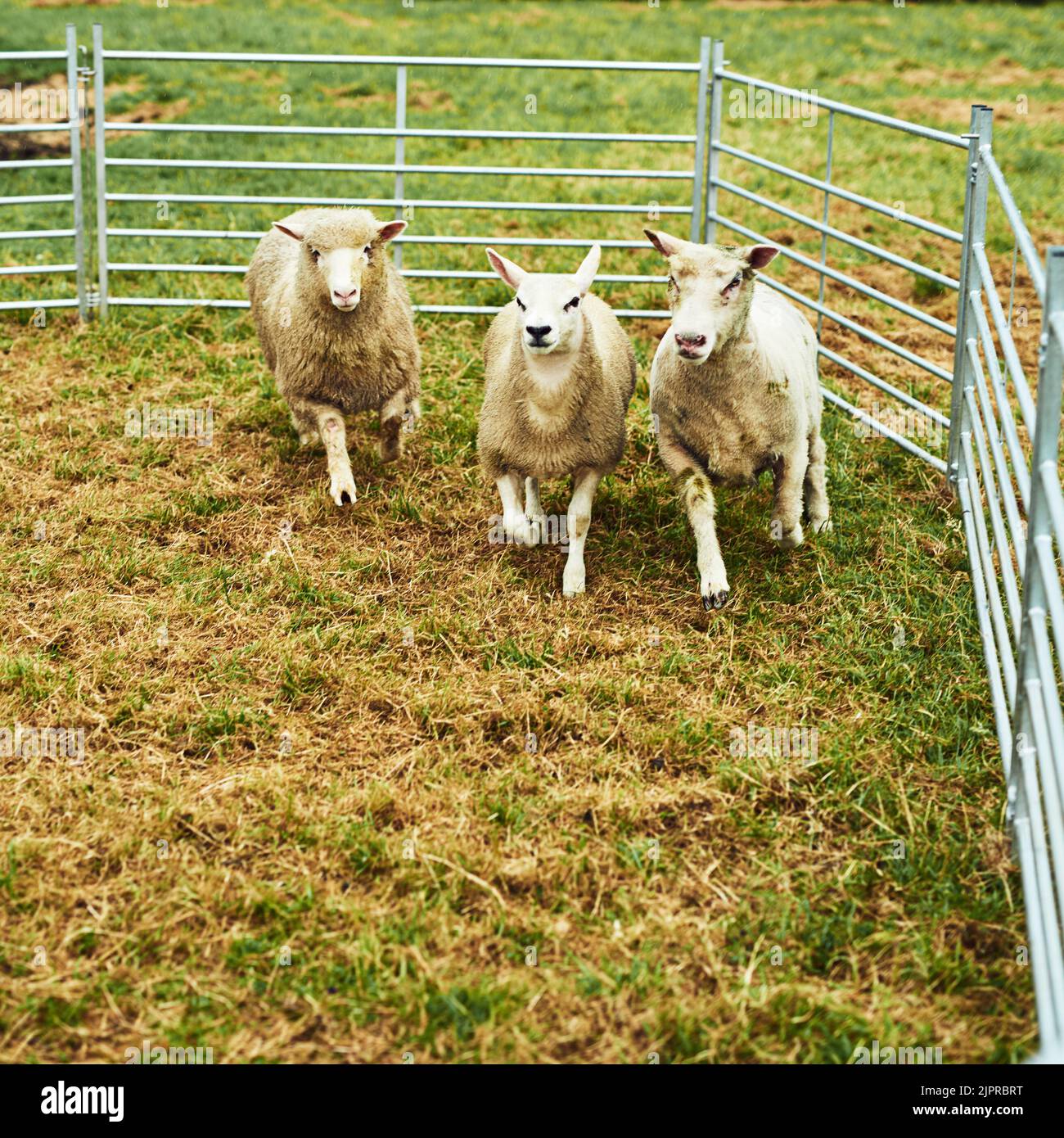 Dog running after sheep hi-res stock photography and images - Alamy