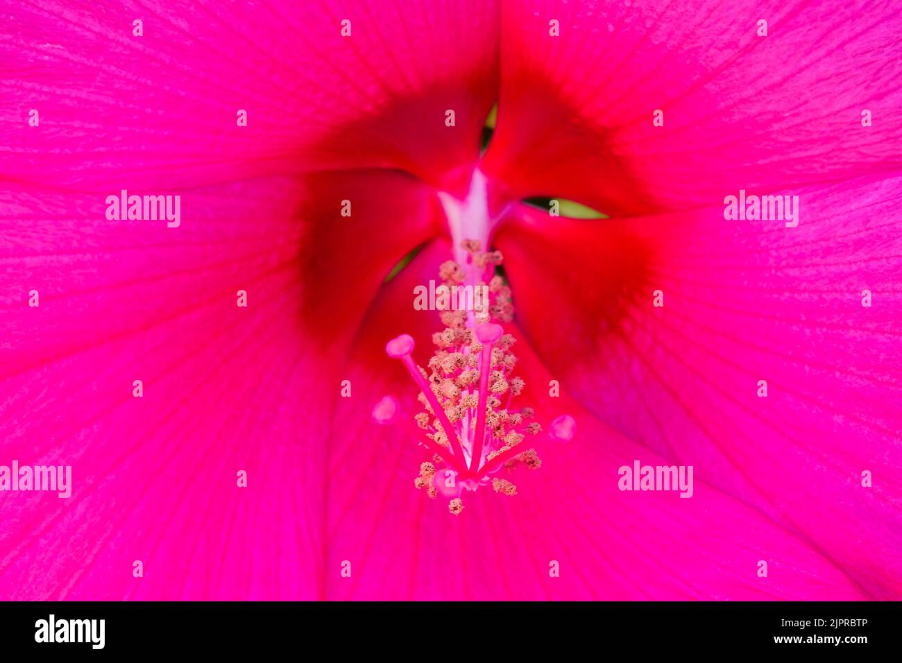 Heart of an althea flower, close-up photo, Philippi, Macedonia, North ...