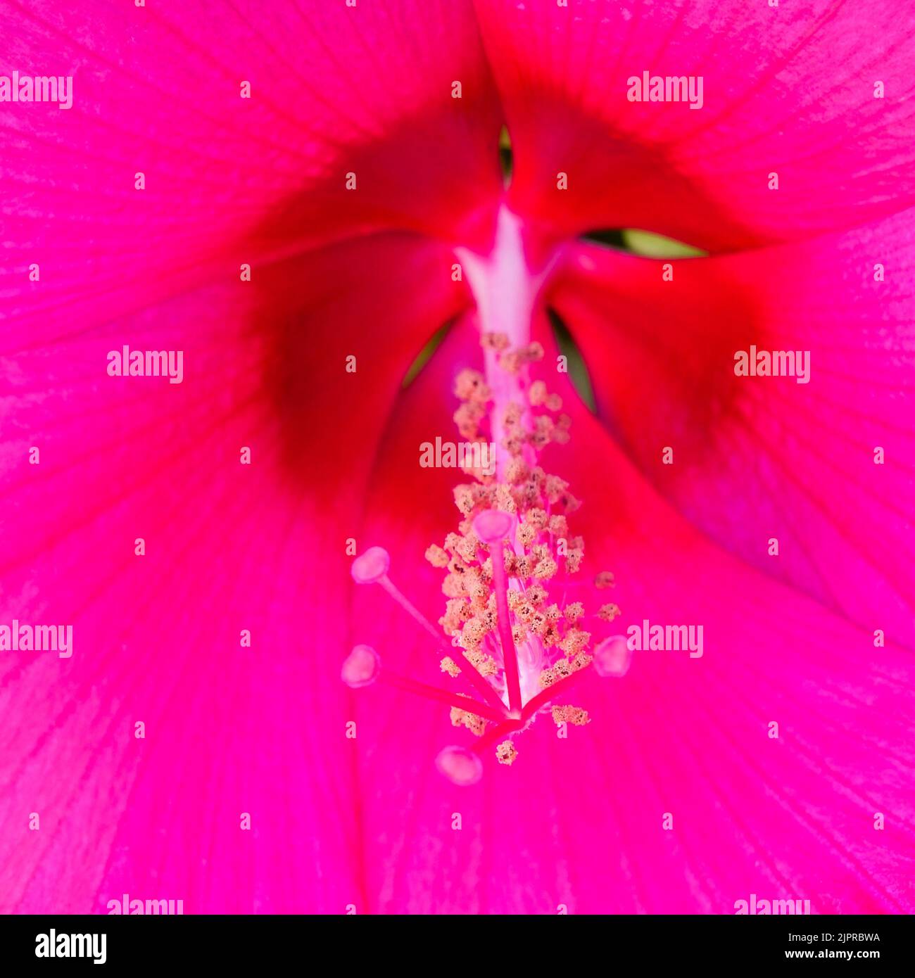 Heart of an althea flower, close-up photo, Philippi, Macedonia, North ...