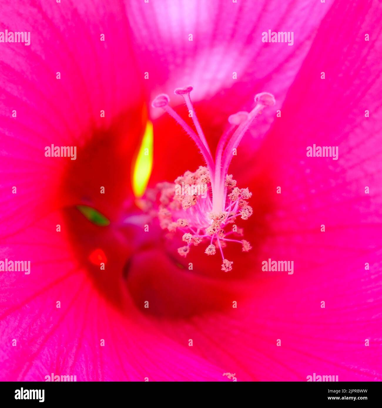 Heart of an althea flower, close-up photo, Philippi, Macedonia, North ...