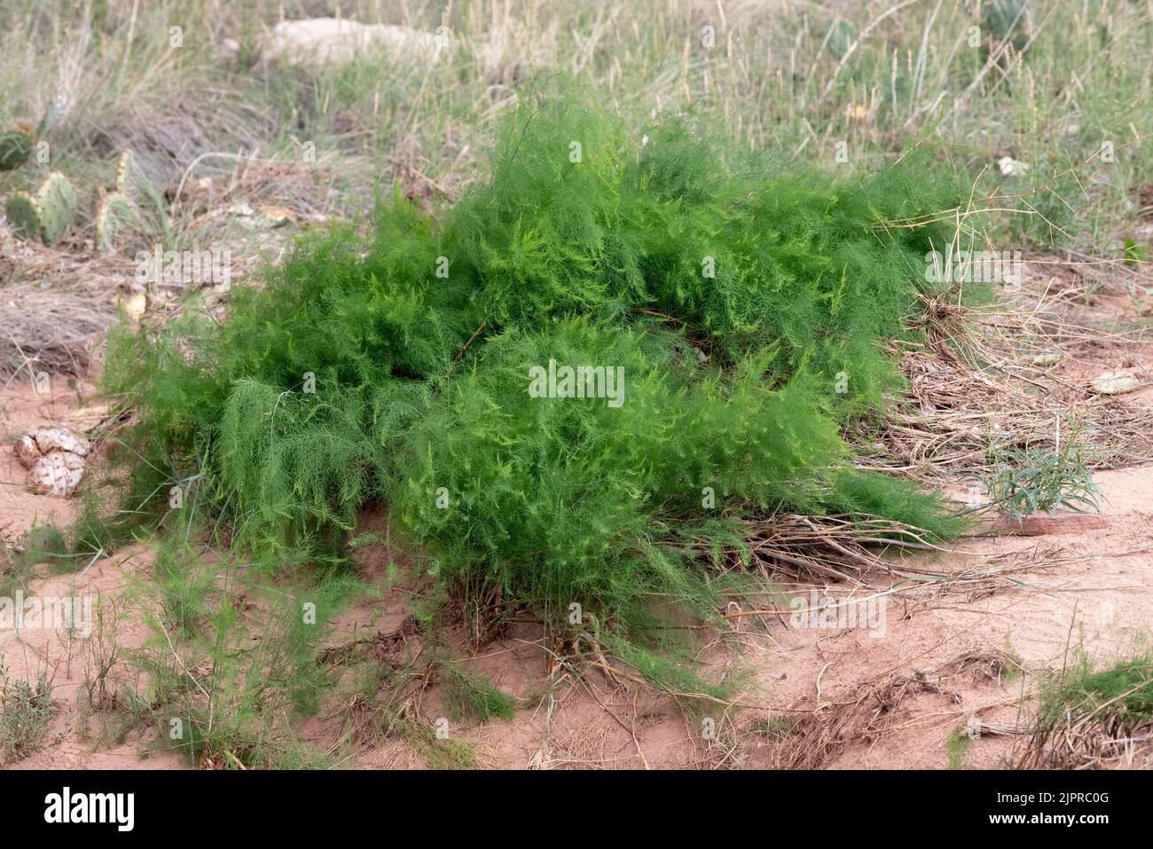 Old asparagus plant, Anderson Bottom, Canyonlands National Park, Utah ...