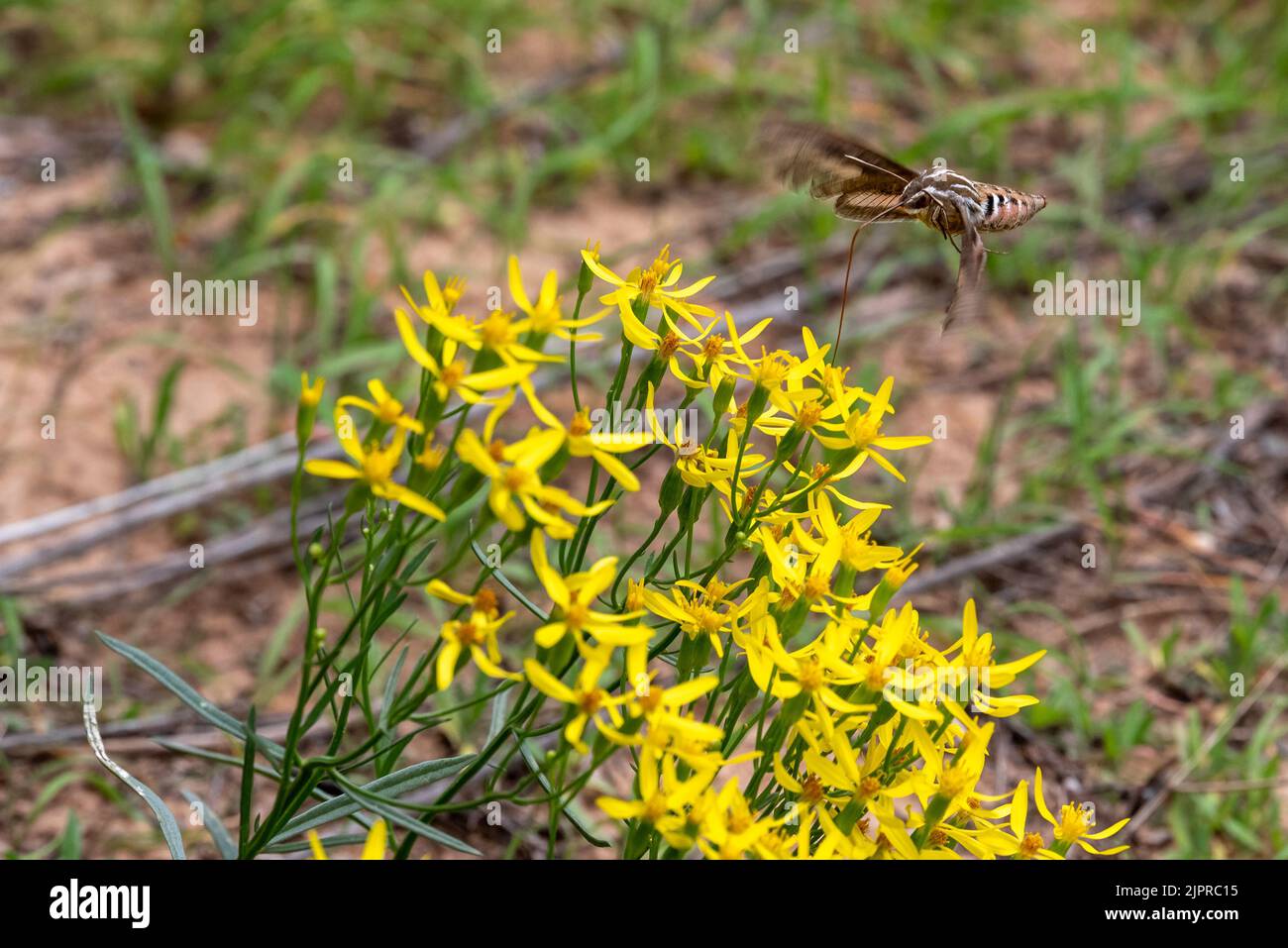 White-lined sphinx moth (Hyles lineata), Canyonlands National Park ...