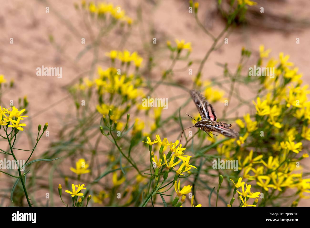 White-lined sphinx moth (Hyles lineata), Canyonlands National Park ...