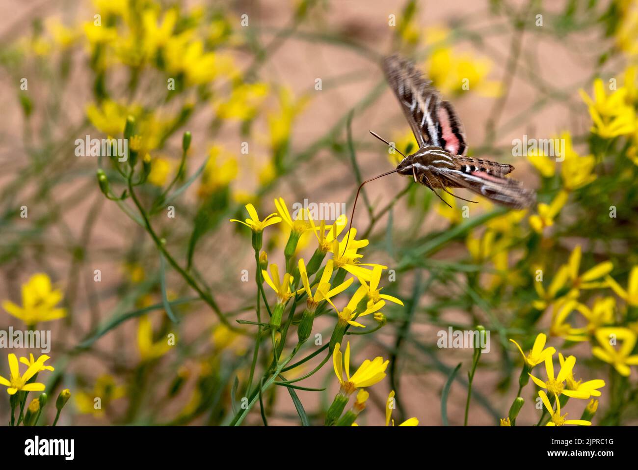 White-lined sphinx moth (Hyles lineata), Canyonlands National Park ...