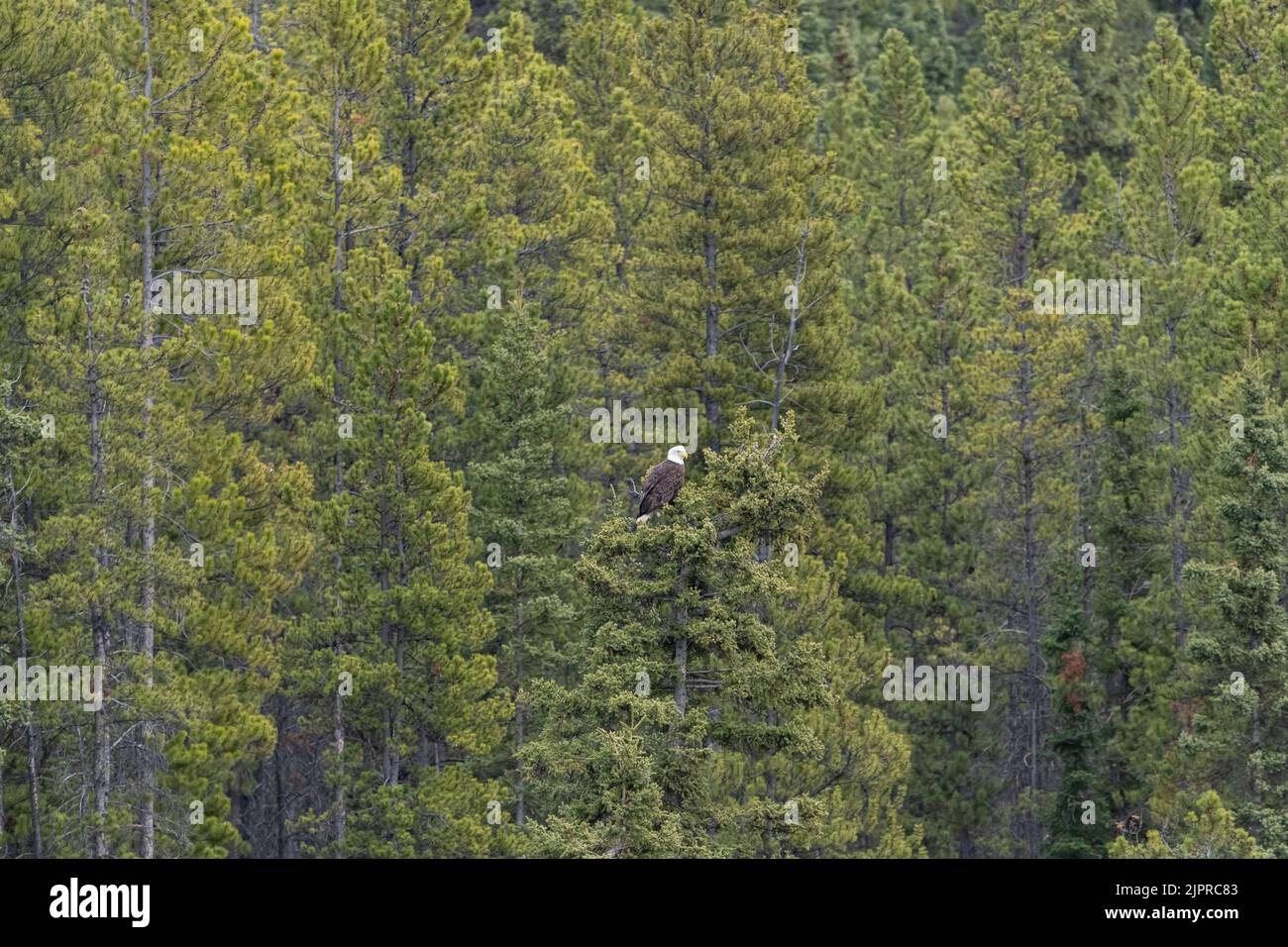 Wild bald eagle seen at a distance in the boreal forest of Canada Stock ...