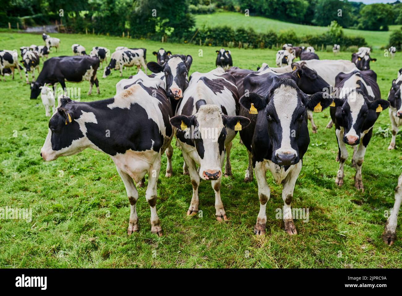 Lots of green grass to graze on. High angle shot of a herd of cattle grazing on a dairy farm ...