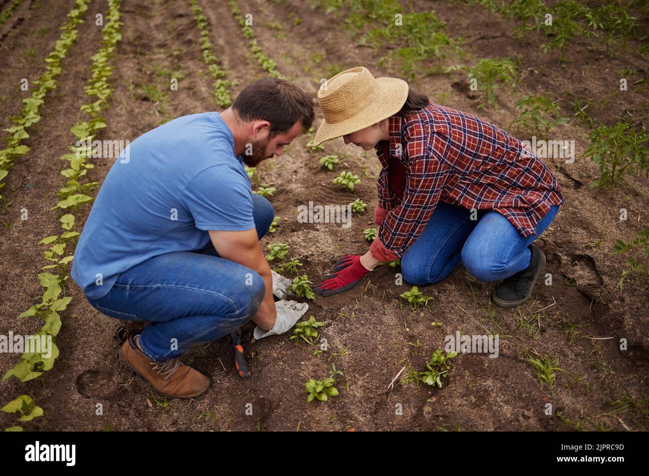 Sustainable farming couple planting, growing and gardening vegetable ...