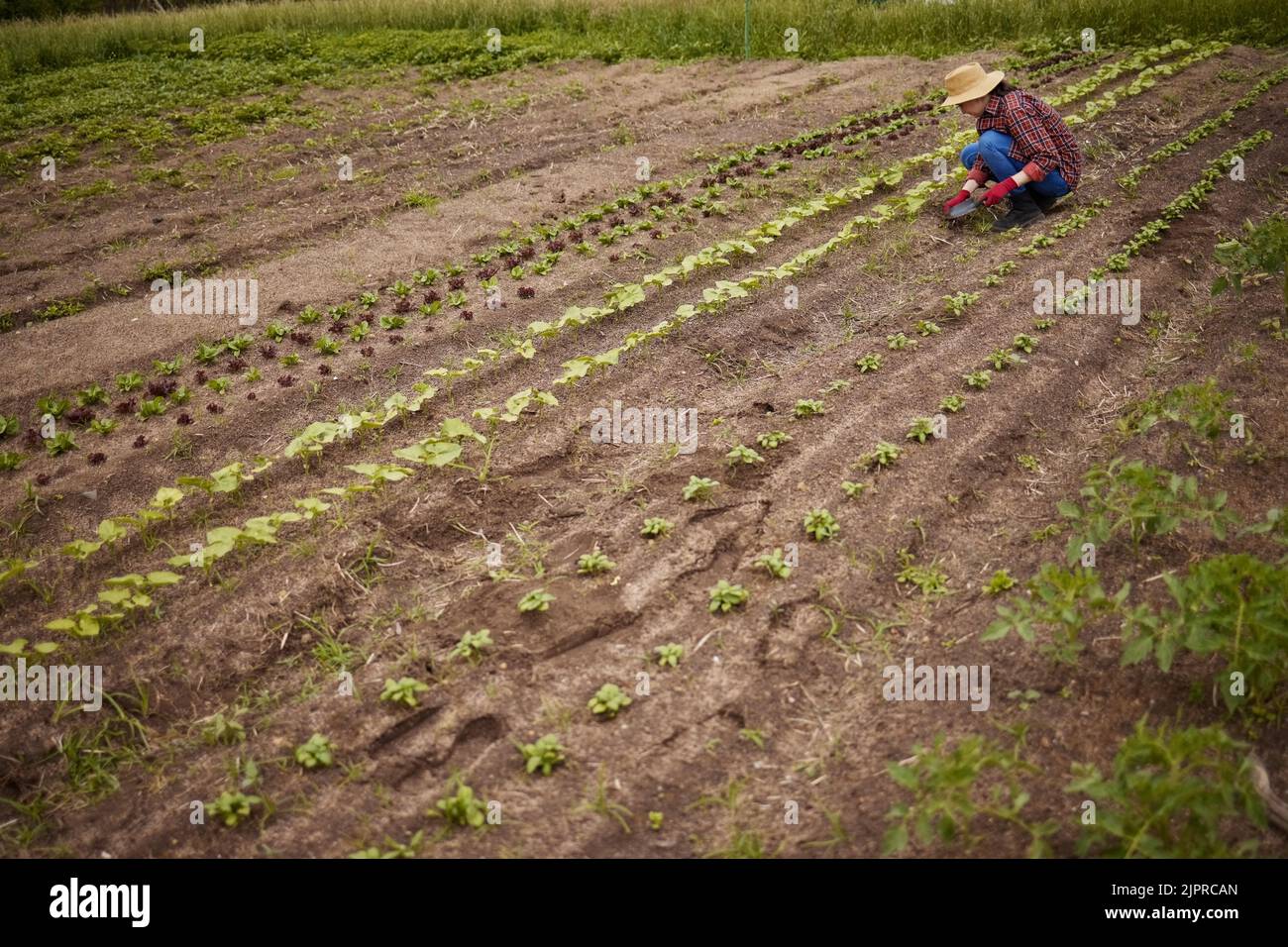 Countryside farmer planting crops in a neat line on sustainable ...