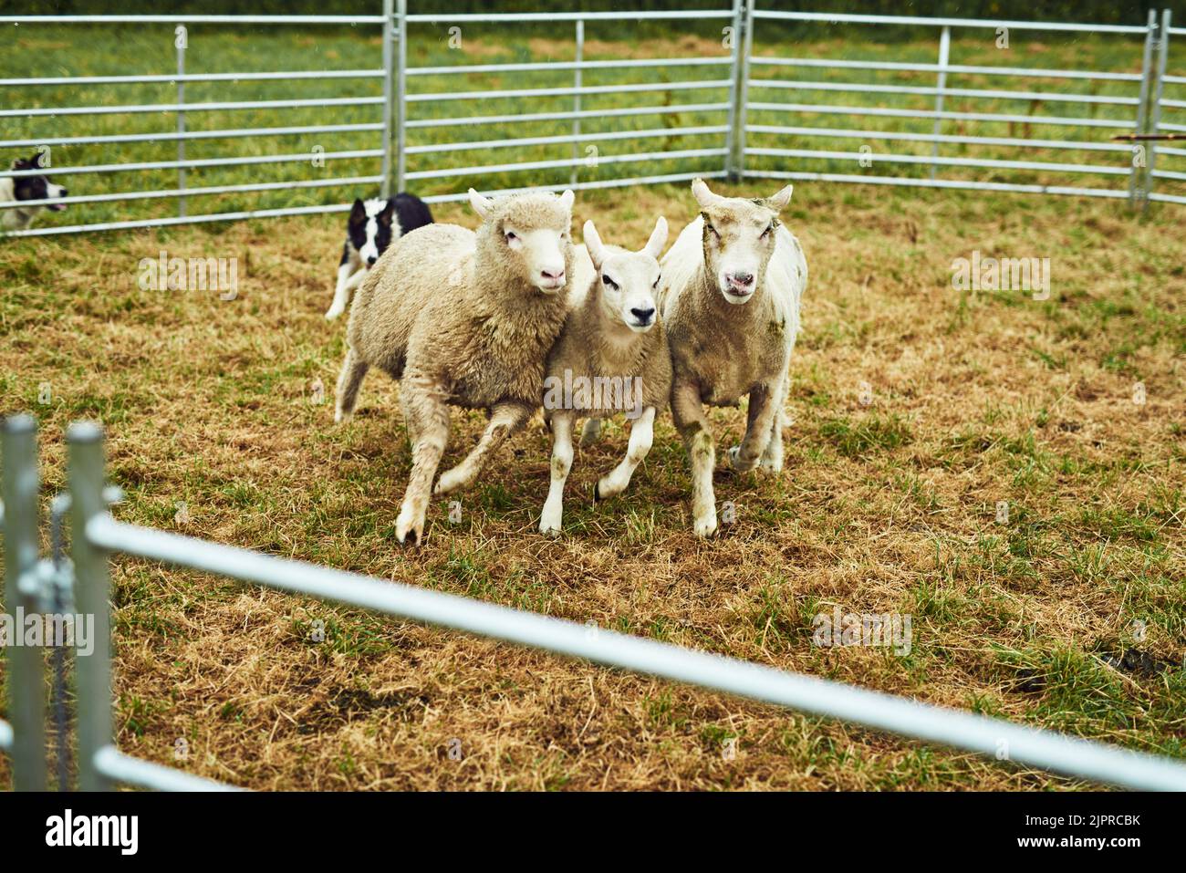 Go boy go. a determined young dog chasing three sheep into a pen ...