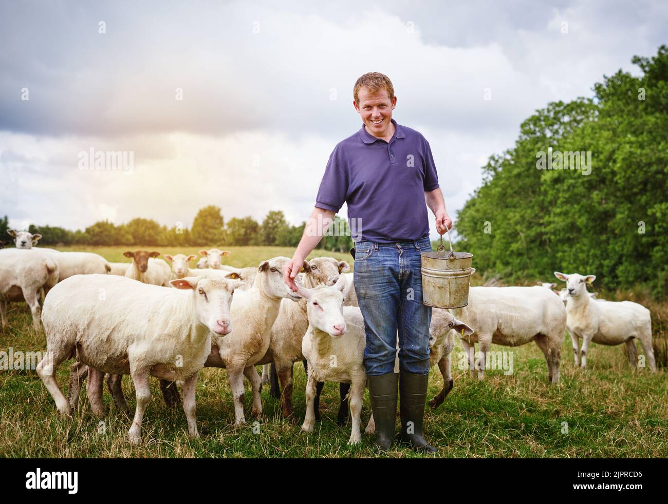 The pied piper of sheep. a male farmer feeding a herd of sheep on a ...