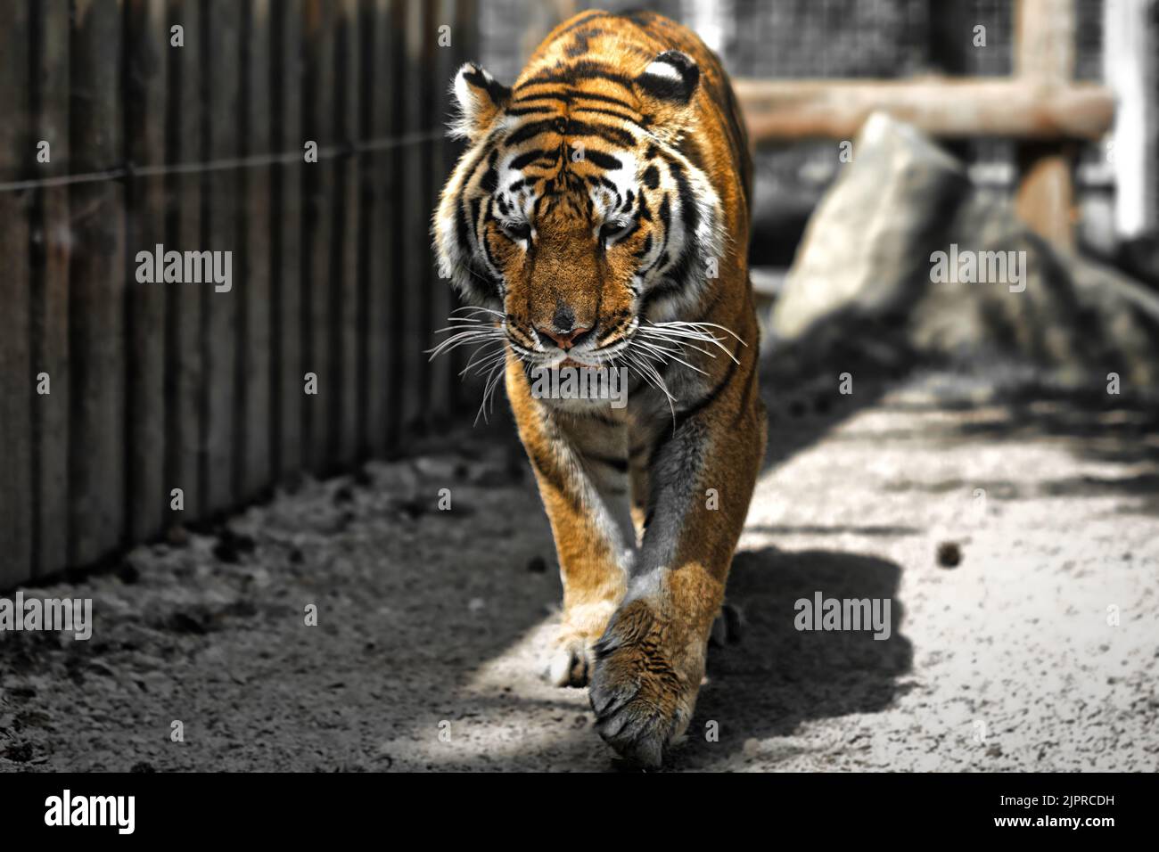 Beautiful shot in tiger hi-res stock photography and images - Alamy