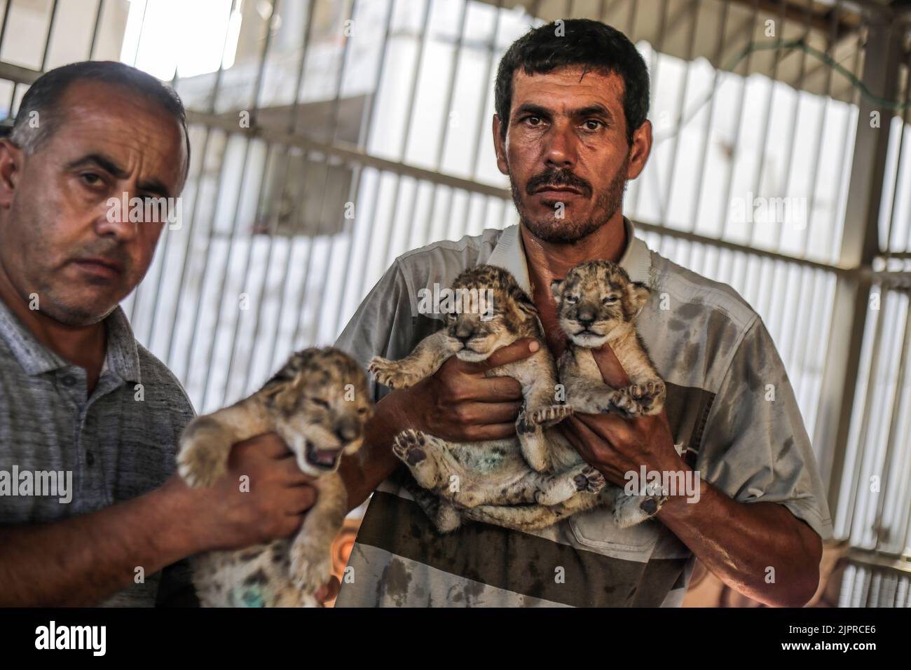 Gaza City, Palestine. 18th Aug, 2022. A Palestinian worker takes care ...