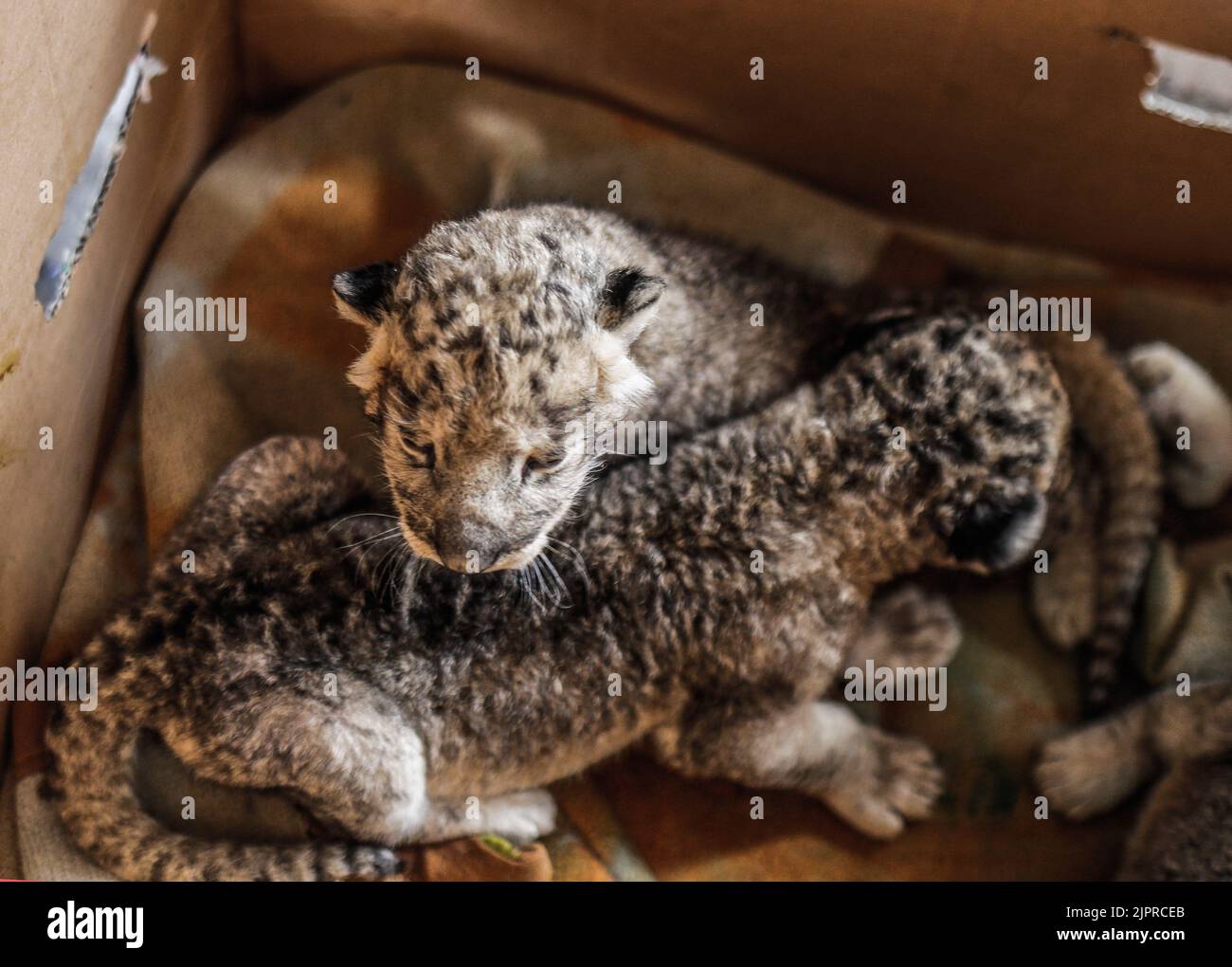Gaza City, Palestine. 18th Aug, 2022. Three newborn lion cubs lie in a ...