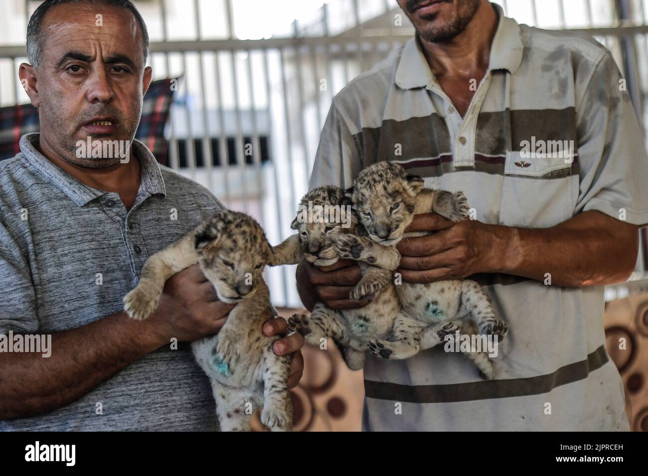 Gaza City, Palestine. 18th Aug, 2022. A Palestinian worker takes care ...