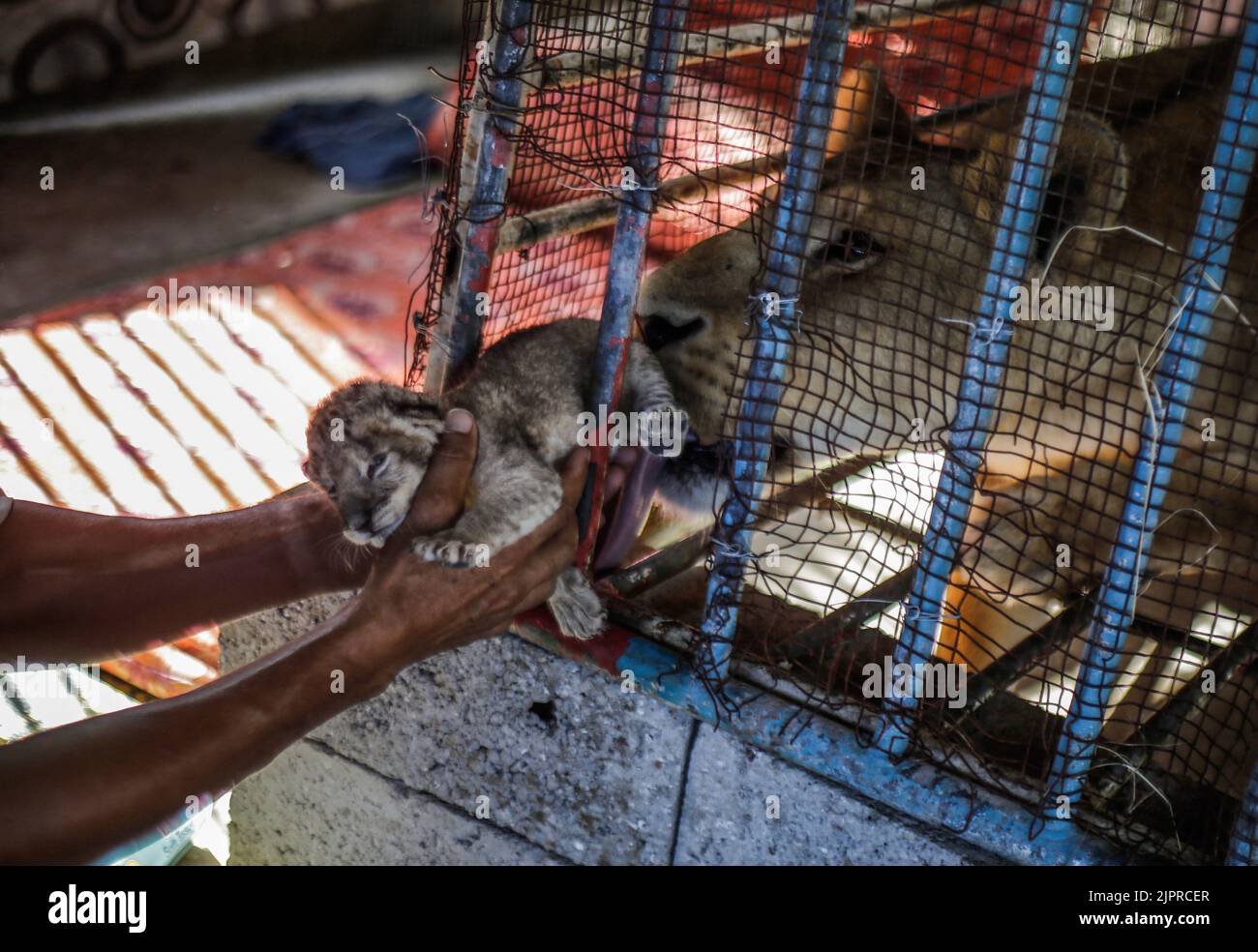 Gaza City, Palestine. 18th Aug, 2022. A Palestinian employee helps a ...