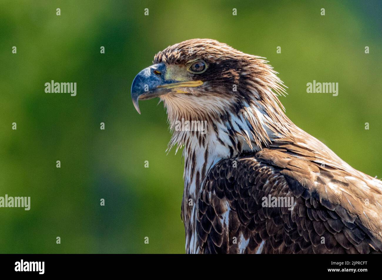 Face of a juvenile, young bald eagle with blurred green background ...