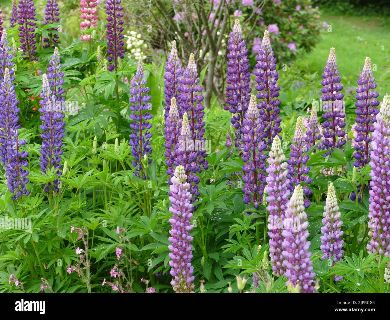 Lupins english country garden hi-res stock photography and images - Alamy