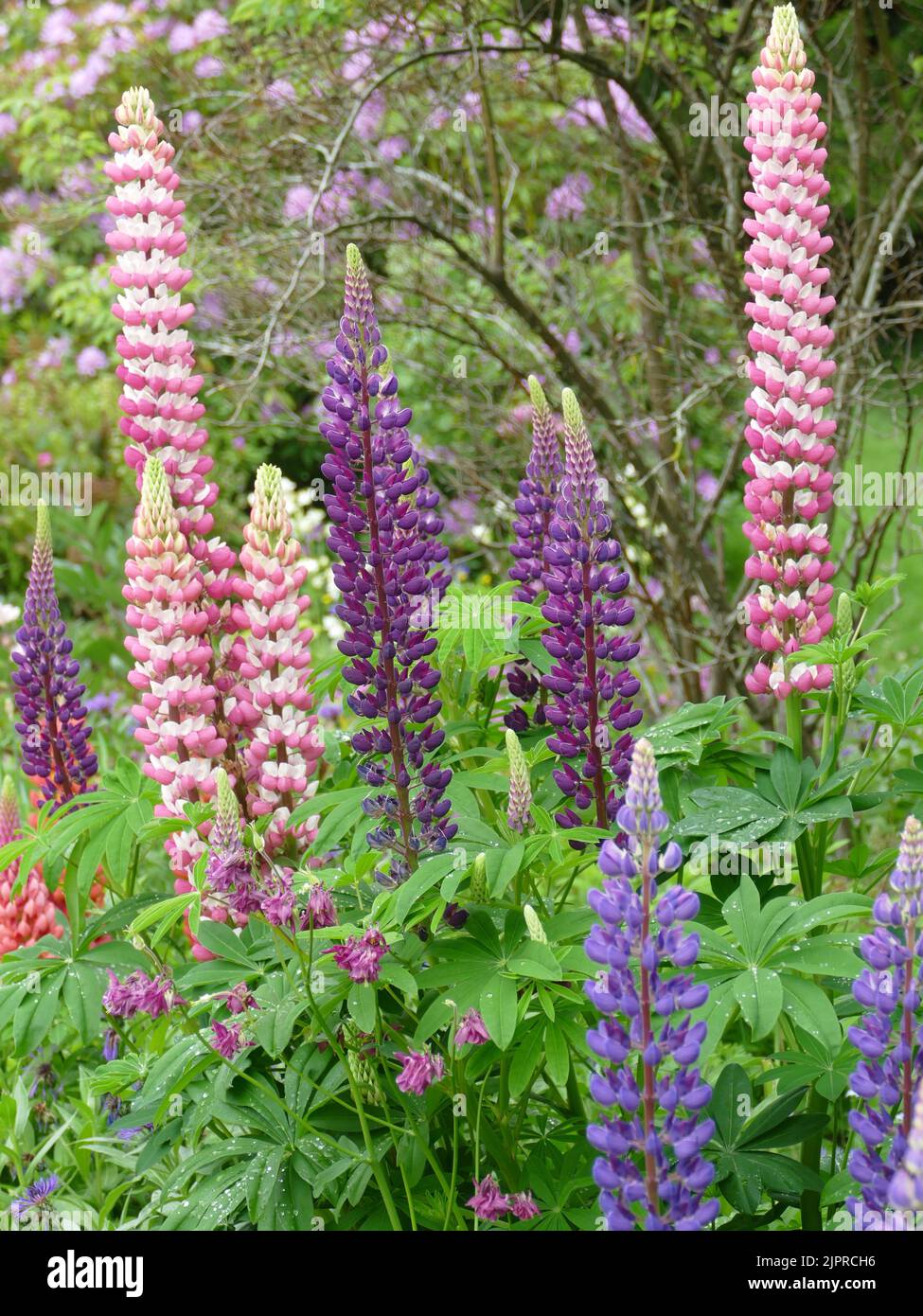 English lupins hi-res stock photography and images - Alamy