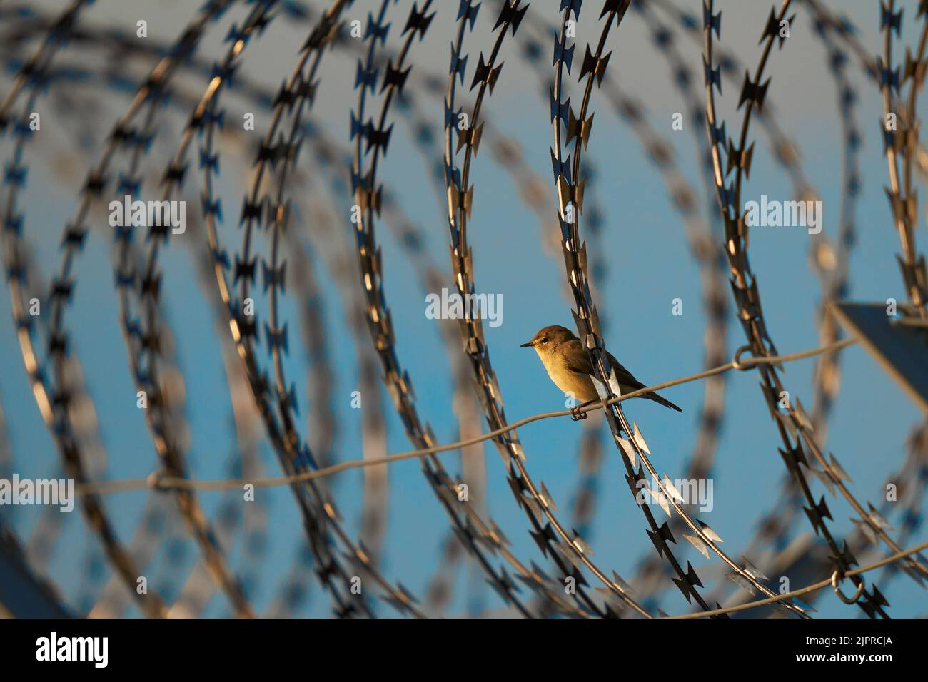 1 Nightingale (Luscinia megarhynchos, Nightingale) between a military ...