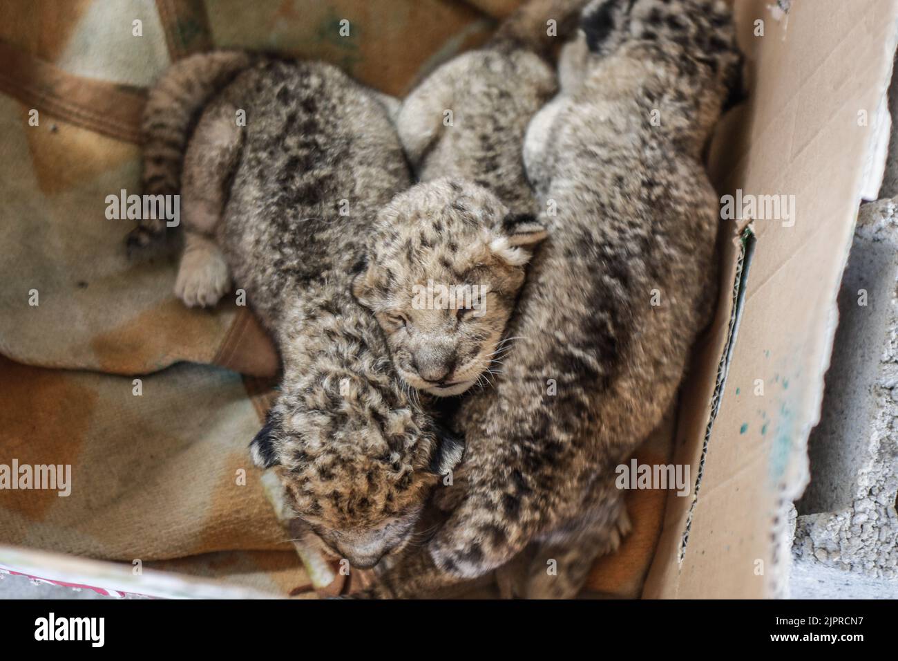 Gaza City, Palestine. 18th Aug, 2022. Three newborn lion cubs lie in a ...