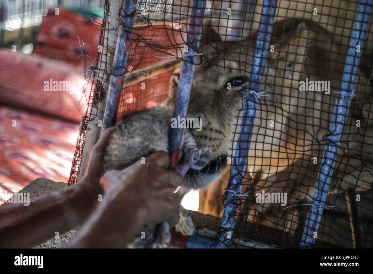 A Palestinian employee helps a lioness clean her newborn lion cub at ...