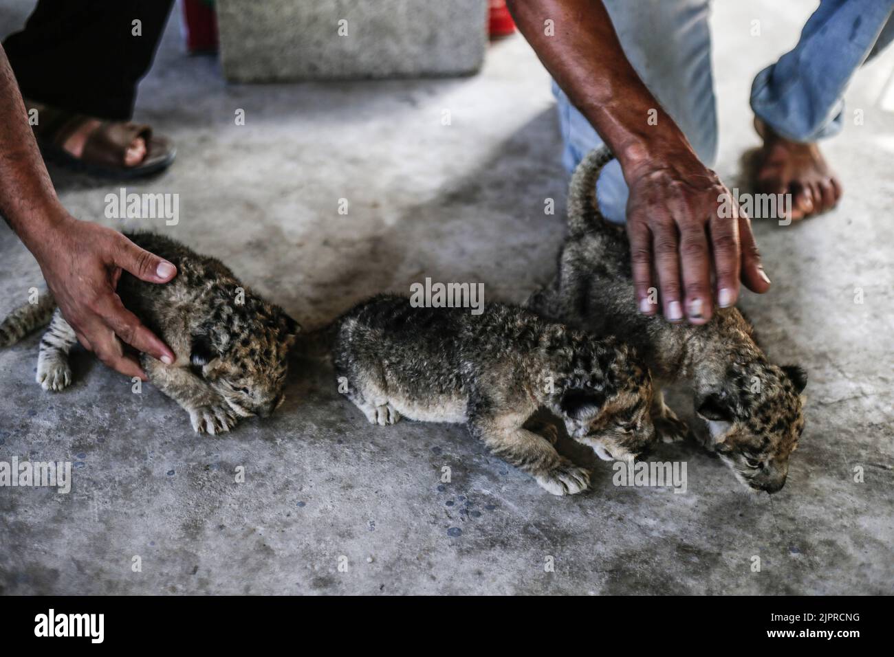 Gaza City, Palestine. 18th Aug, 2022. A Palestinian man shows off the ...