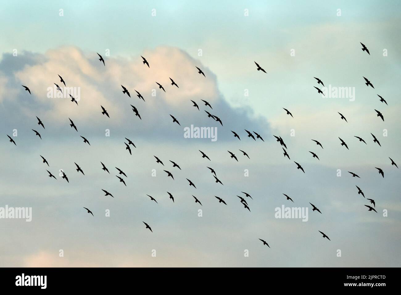 Bird flock of many animals. In front of cyan blue sky with dense clouds ...