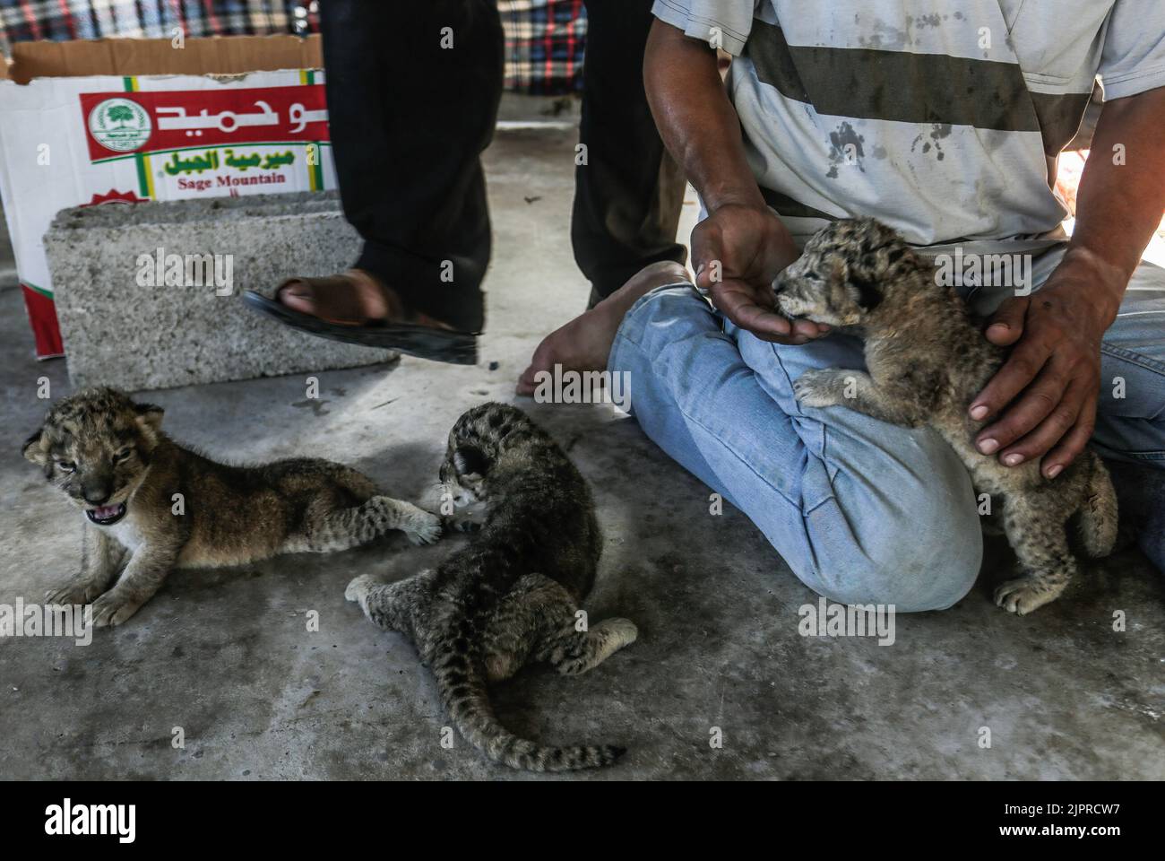 A Palestinian man shows off the three eight days-old lion cubs at a zoo ...