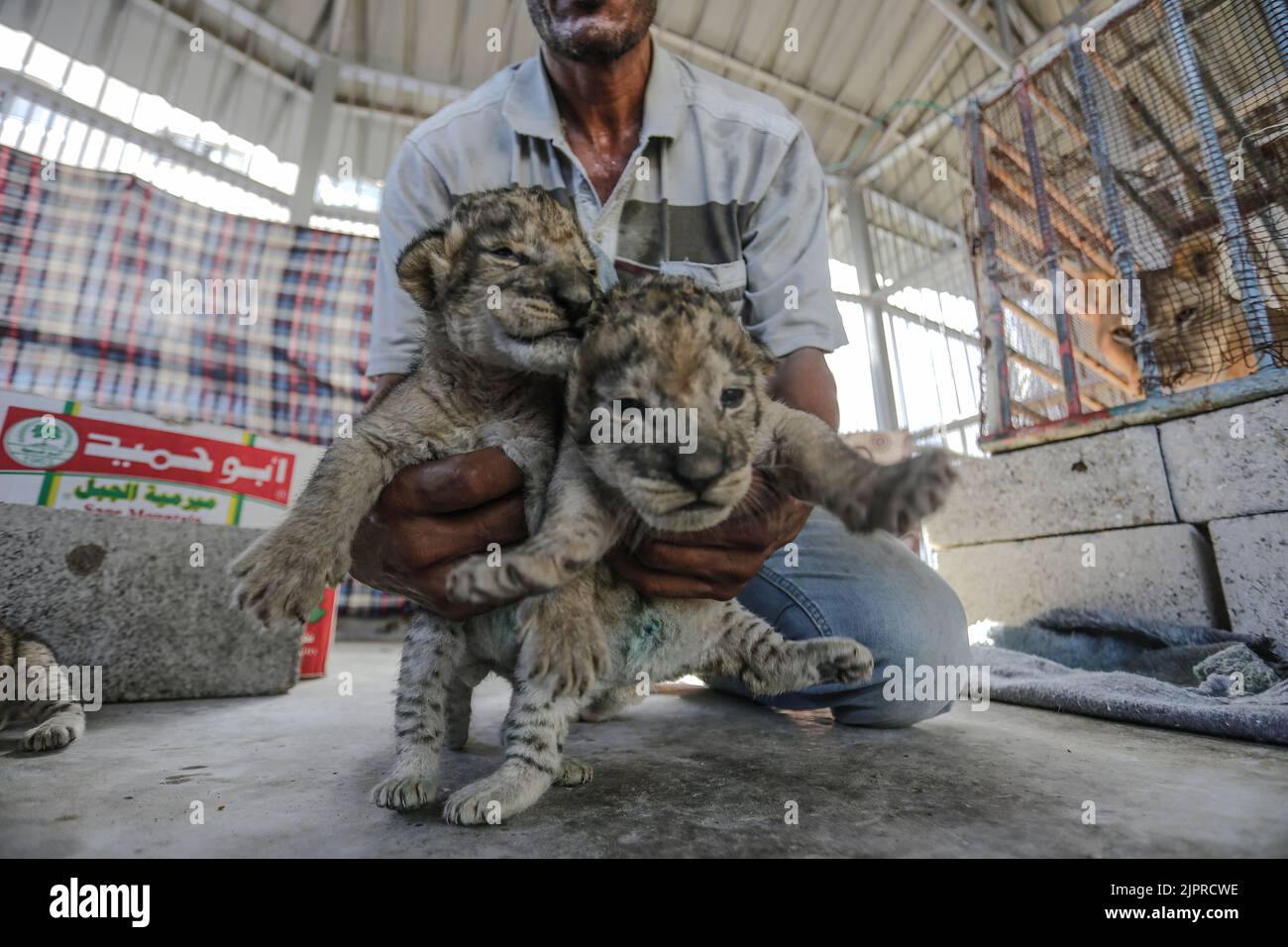 A Palestinian man shows off the three eight days-old lion cubs at a zoo ...