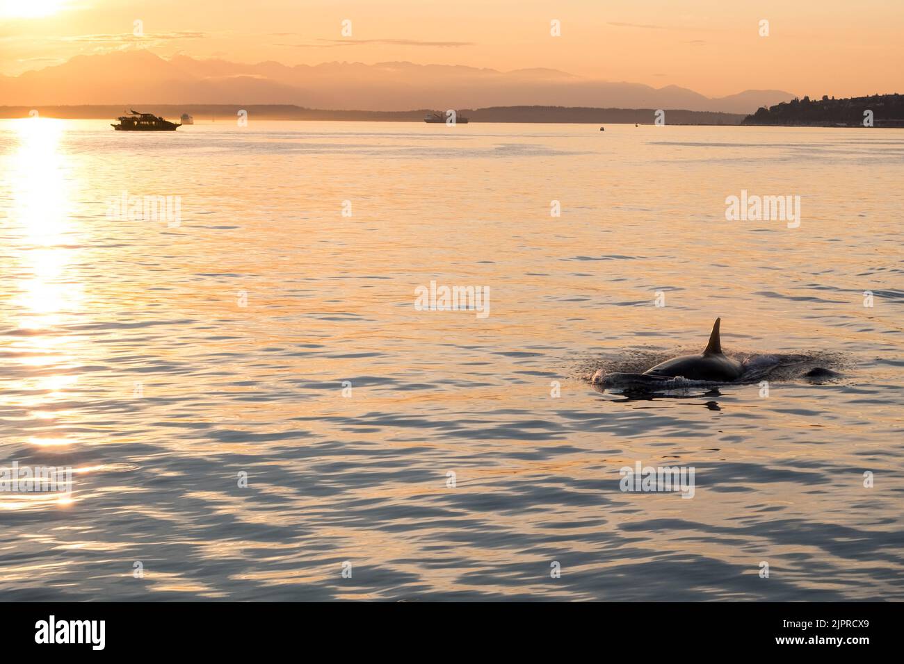Seattle, USA. 19th Aug, 2022. A rare sighting of three Orca Whales off ...