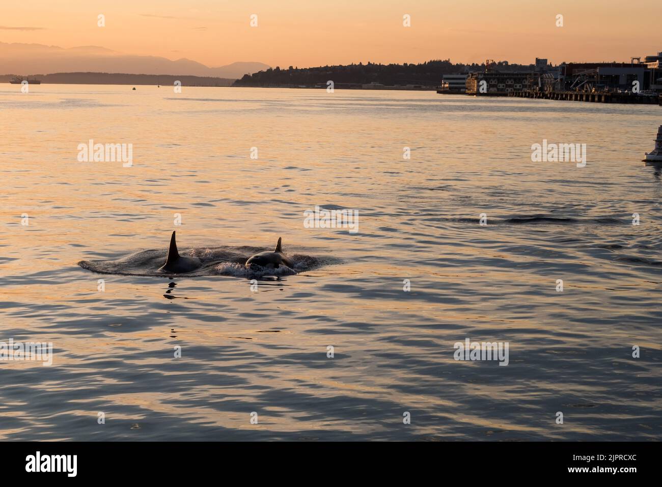 Seattle, USA. 19th Aug, 2022. A rare sighting of an Orca Pod off Pier ...