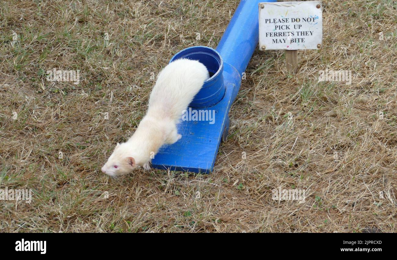 Ferret racing at a country show Stock Photo - Alamy
