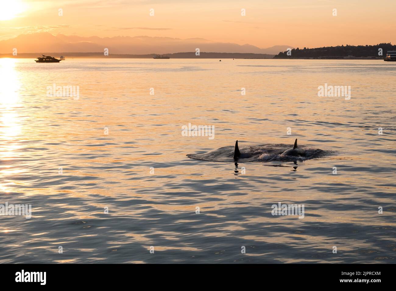 Seattle, USA. 19th Aug, 2022. A rare sighting of an Orca Pod off Pier ...