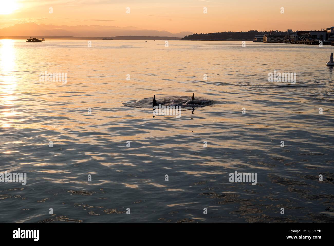 Seattle, USA. 19th Aug, 2022. A rare sighting of an Orca Pod off Pier ...