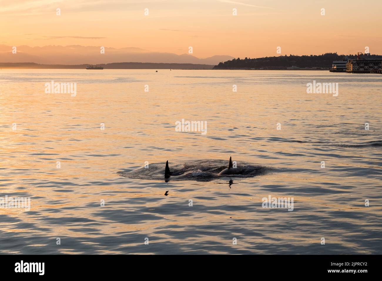 Seattle, USA. 19th Aug, 2022. A rare sighting of an Orca Pod off Pier ...