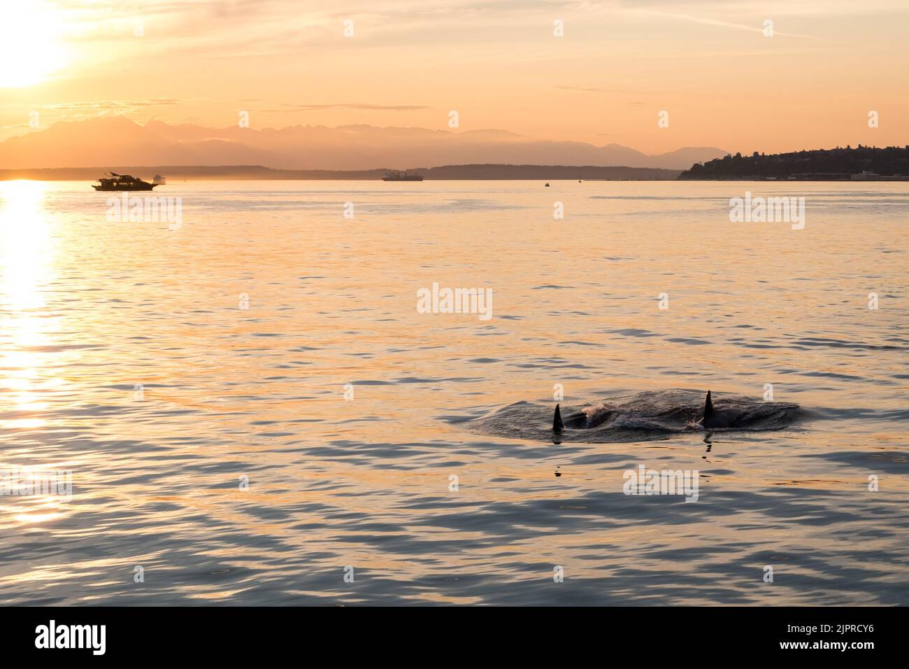 Seattle, USA. 19th Aug, 2022. A rare sighting of an Orca Pod off Pier ...