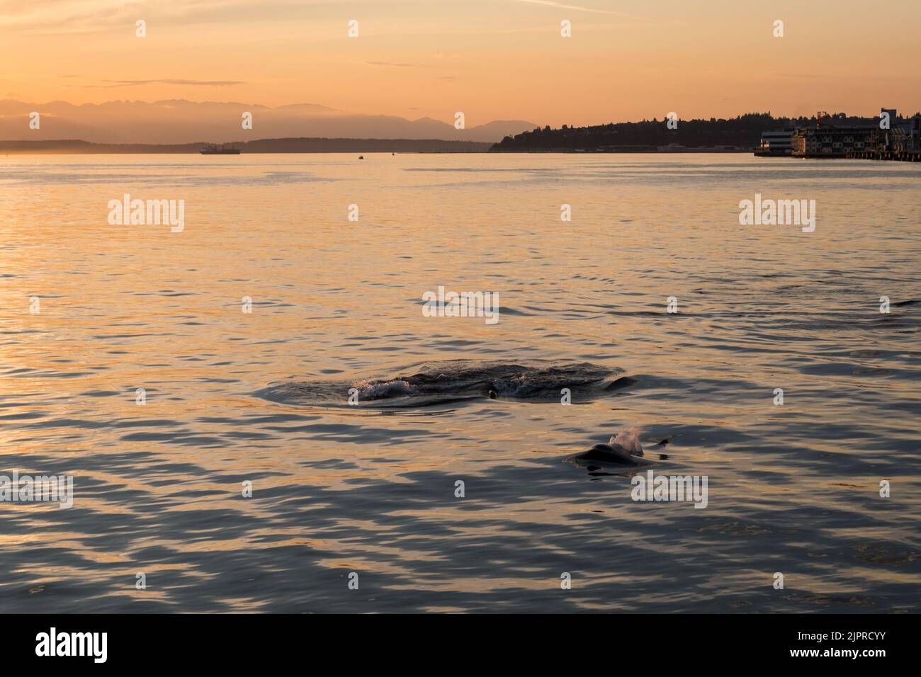Seattle, USA. 19th Aug, 2022. A rare sighting of an Orca Pod off Pier ...