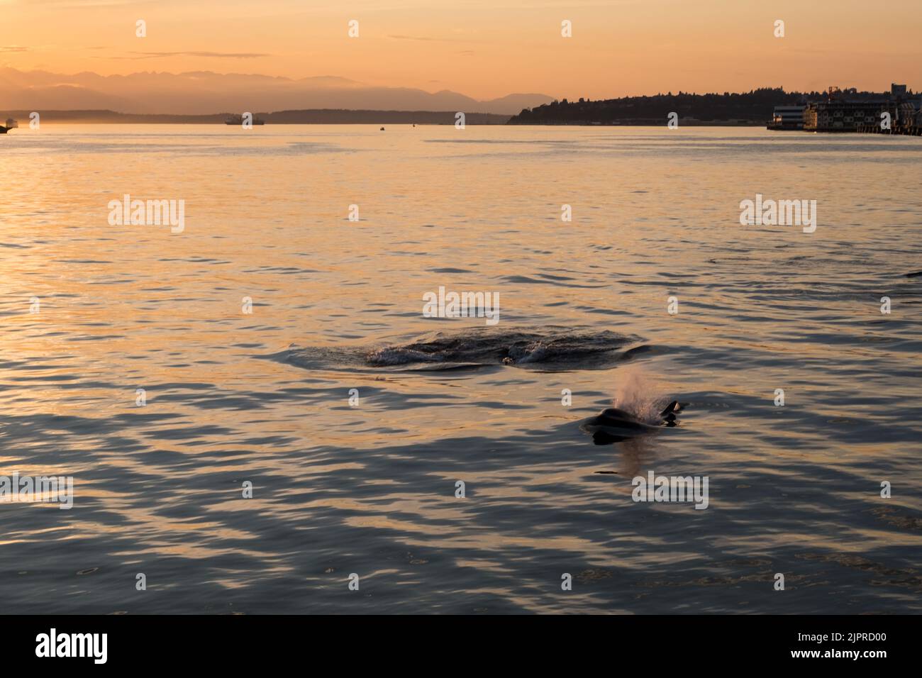 Seattle, USA. 19th Aug, 2022. A rare sighting of an Orca Pod off Pier ...