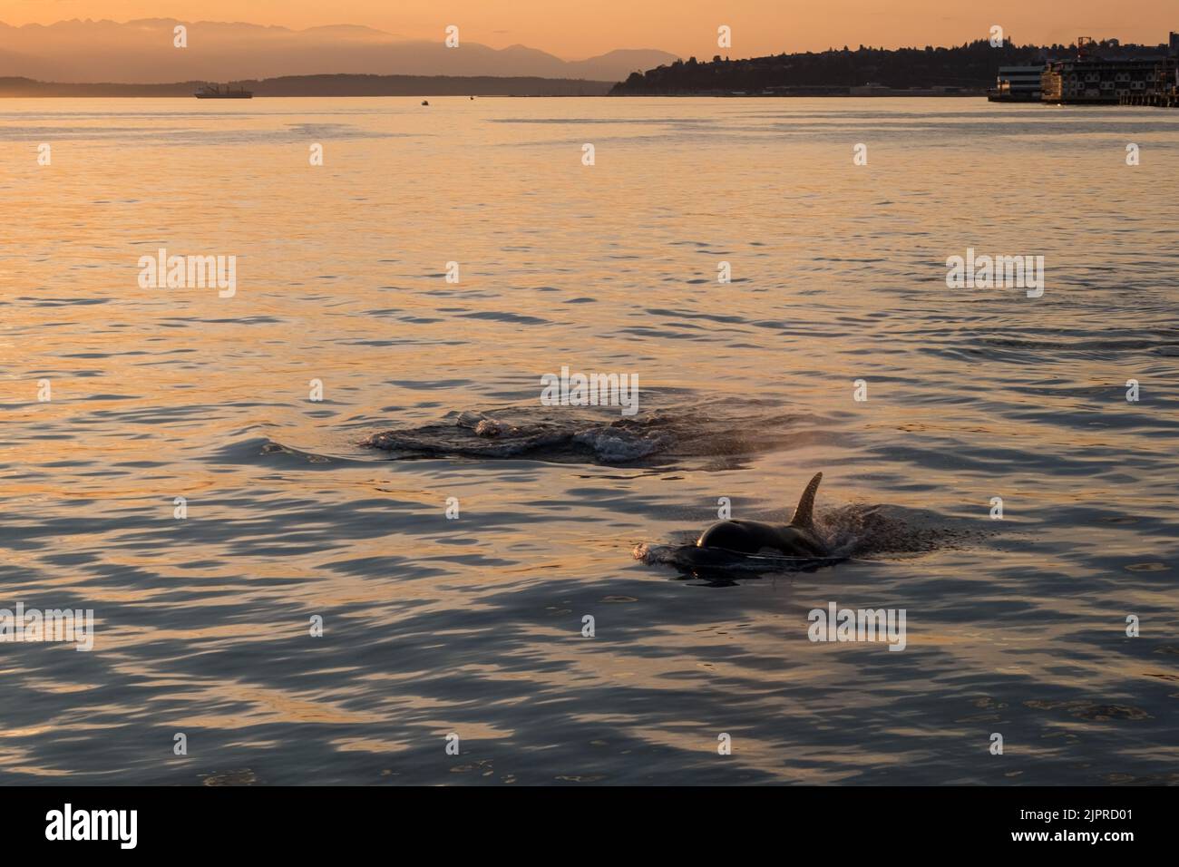 Seattle, USA. 19th Aug, 2022. A rare sighting of an Orca Pod off Pier ...