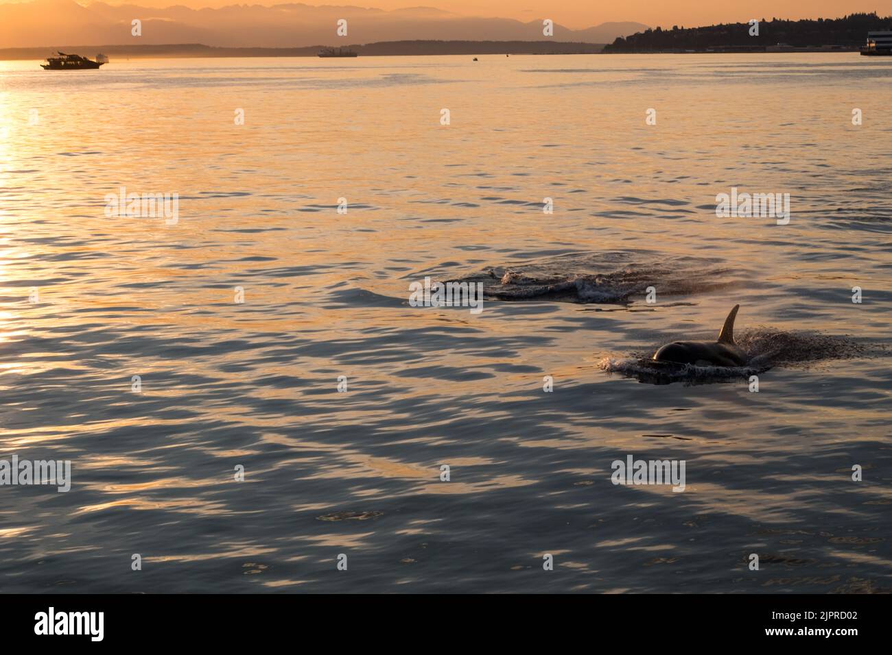 Seattle, USA. 19th Aug, 2022. A rare sighting of an Orca Pod off Pier ...