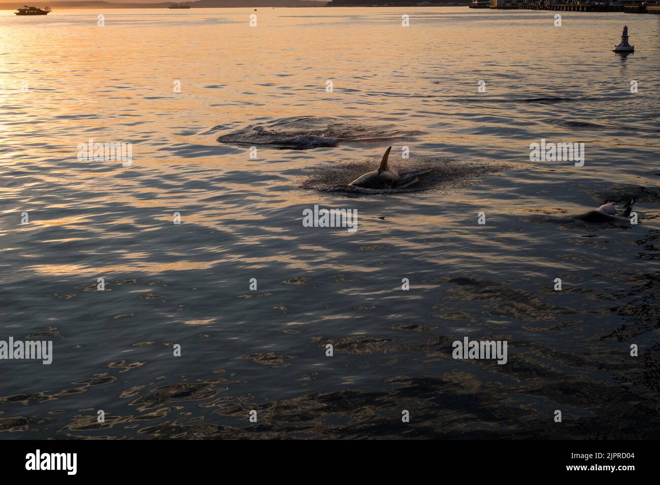 Seattle, USA. 19th Aug, 2022. A rare sighting of an Orca Pod off Pier ...