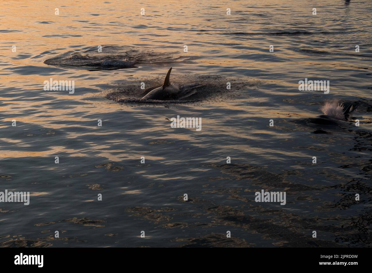 Seattle, USA. 19th Aug, 2022. A rare sighting of an Orca Pod off Pier ...