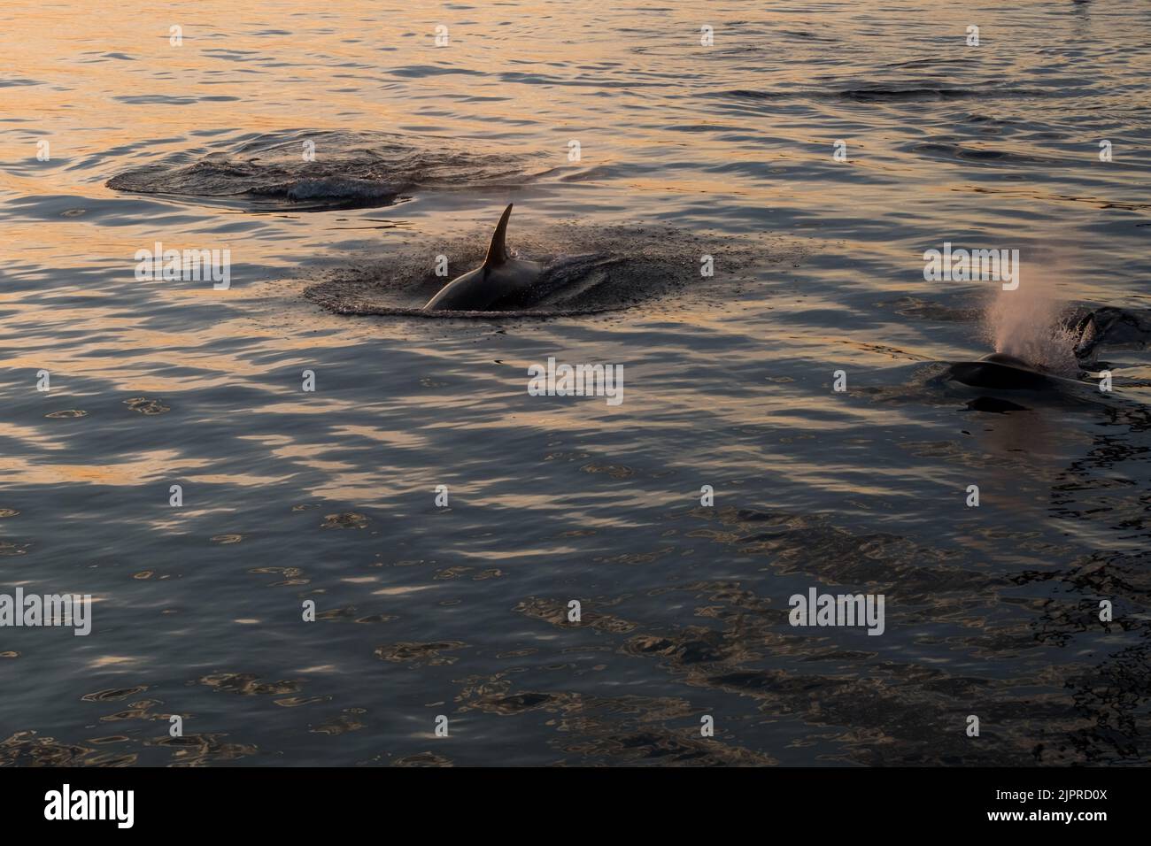 Seattle, USA. 19th Aug, 2022. A rare sighting of an Orca Pod off Pier ...