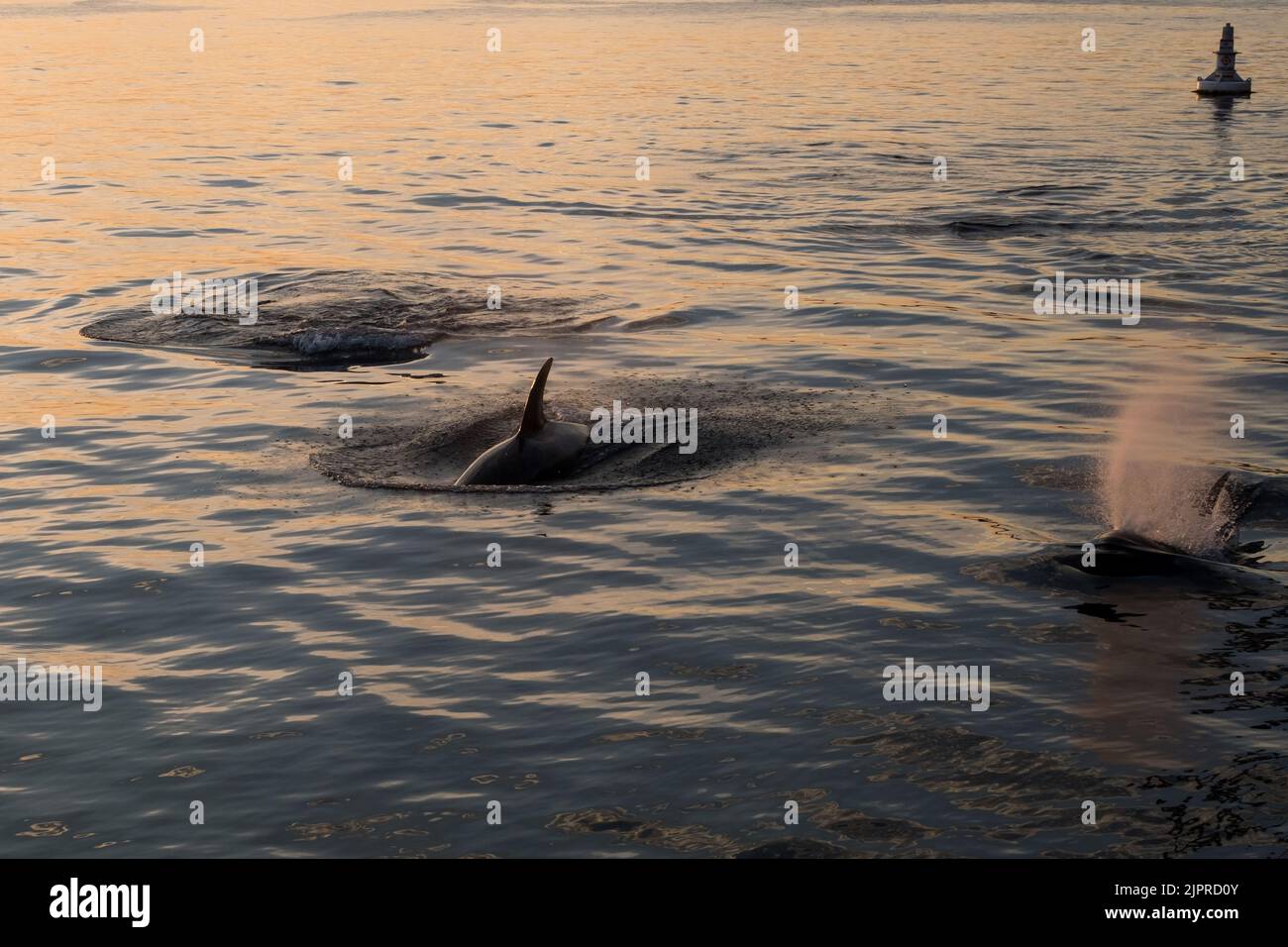 Seattle, USA. 19th Aug, 2022. A rare sighting of an Orca Pod off Pier ...