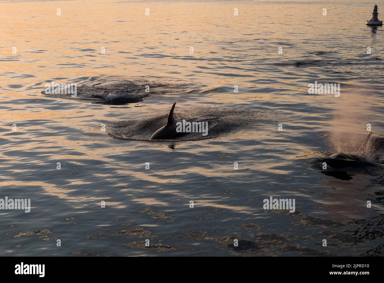 Seattle, USA. 19th Aug, 2022. A rare sighting of an Orca Pod off Pier ...