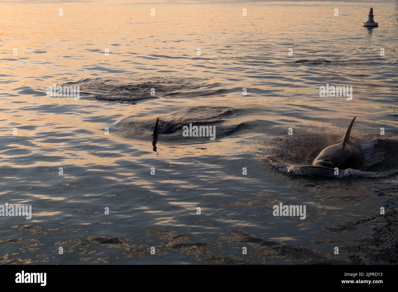 Seattle, USA. 19th Aug, 2022. A rare sighting of an Orca Pod off Pier ...