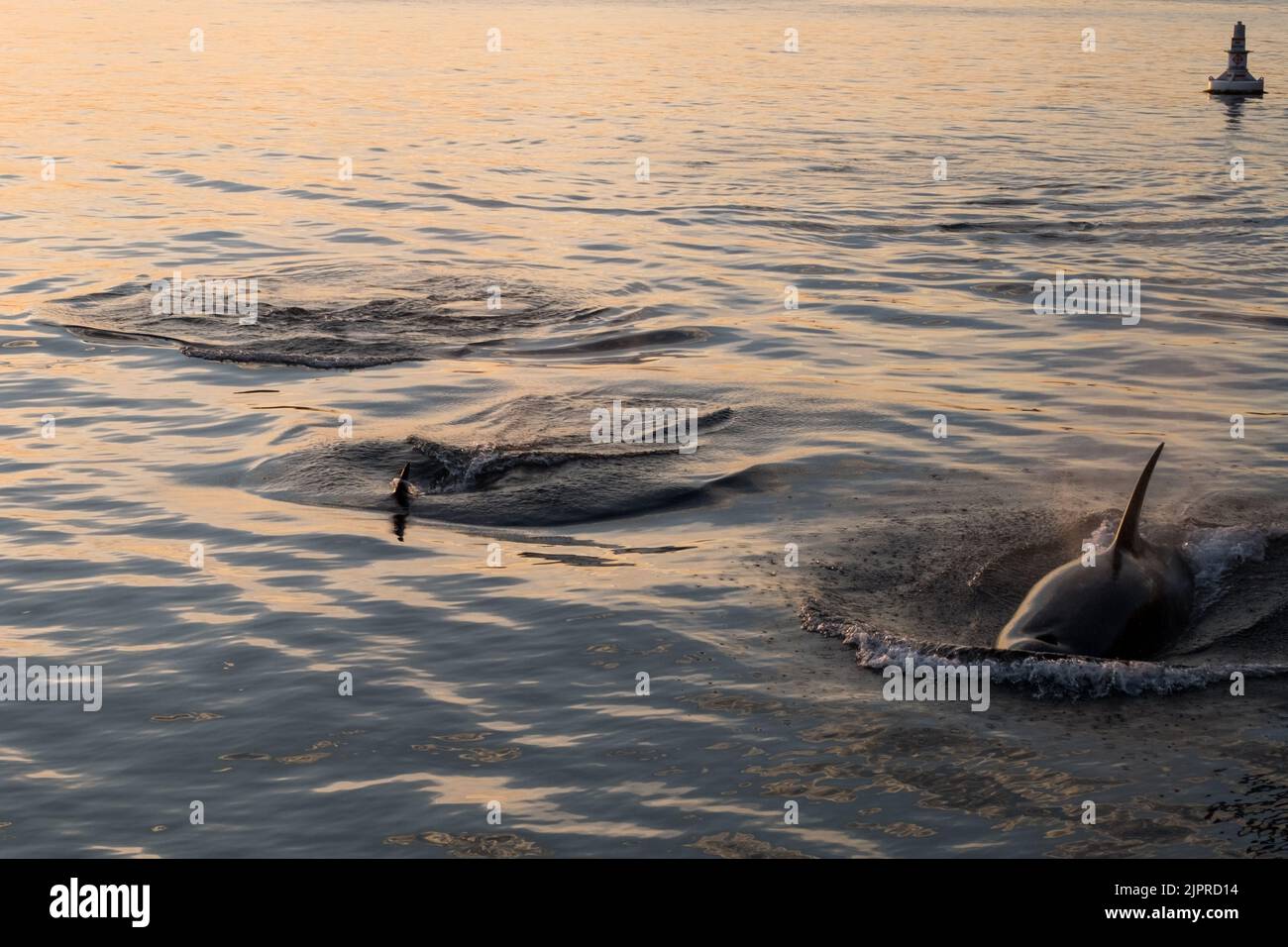 Seattle, USA. 19th Aug, 2022. A rare sighting of an Orca Pod off Pier ...