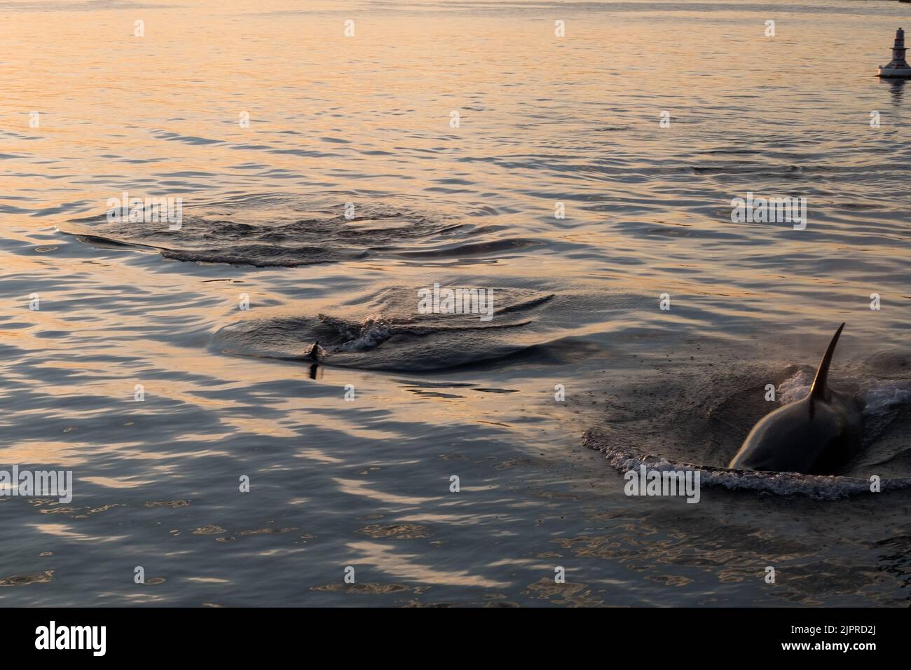 Seattle, USA. 19th Aug, 2022. A rare sighting of an Orca Pod off Pier ...